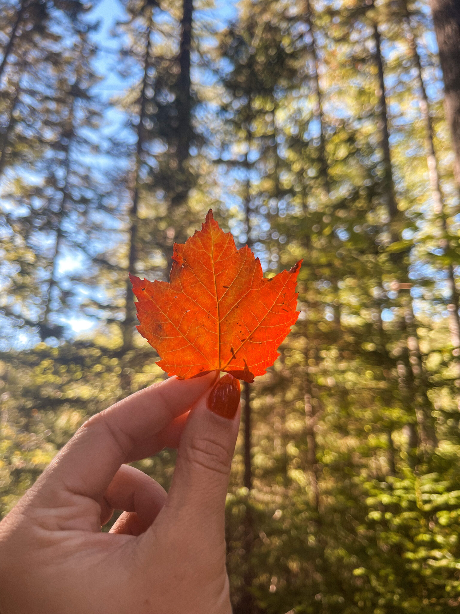 Easy Large Batch Rum Punch Inspired by the Turks and Caicos